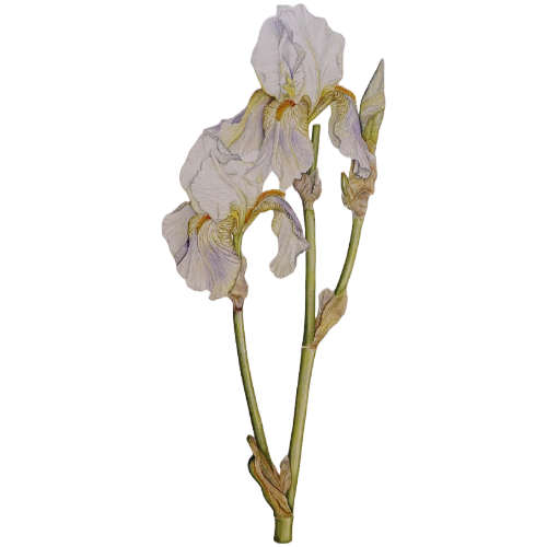 ok ok ok ok laa la la la laa la - Atabook