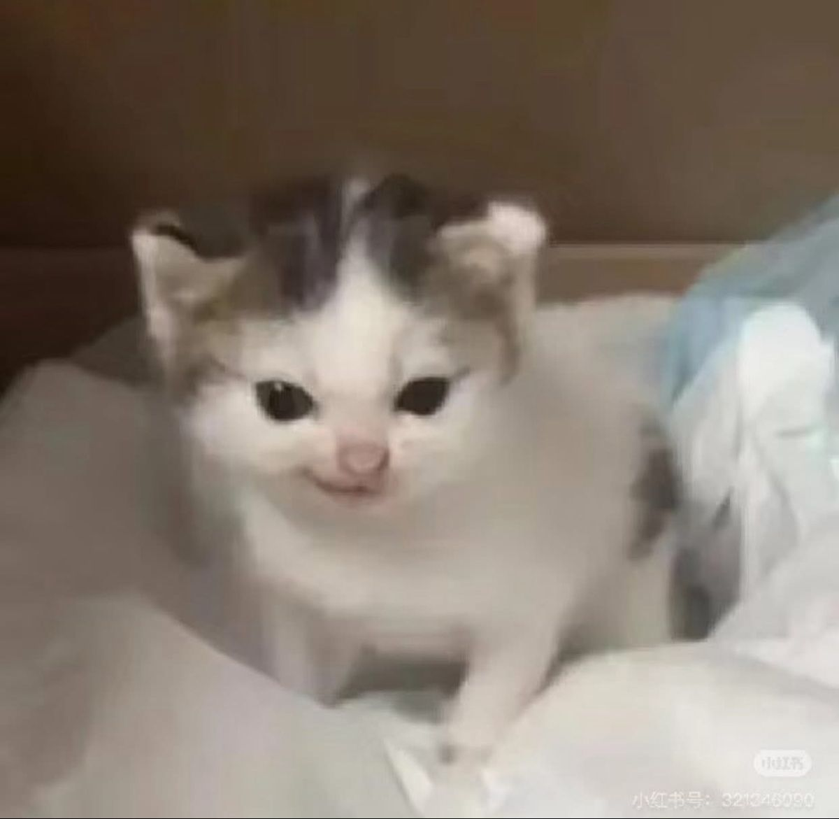 LF: Friends! (18+) on Toyhouse