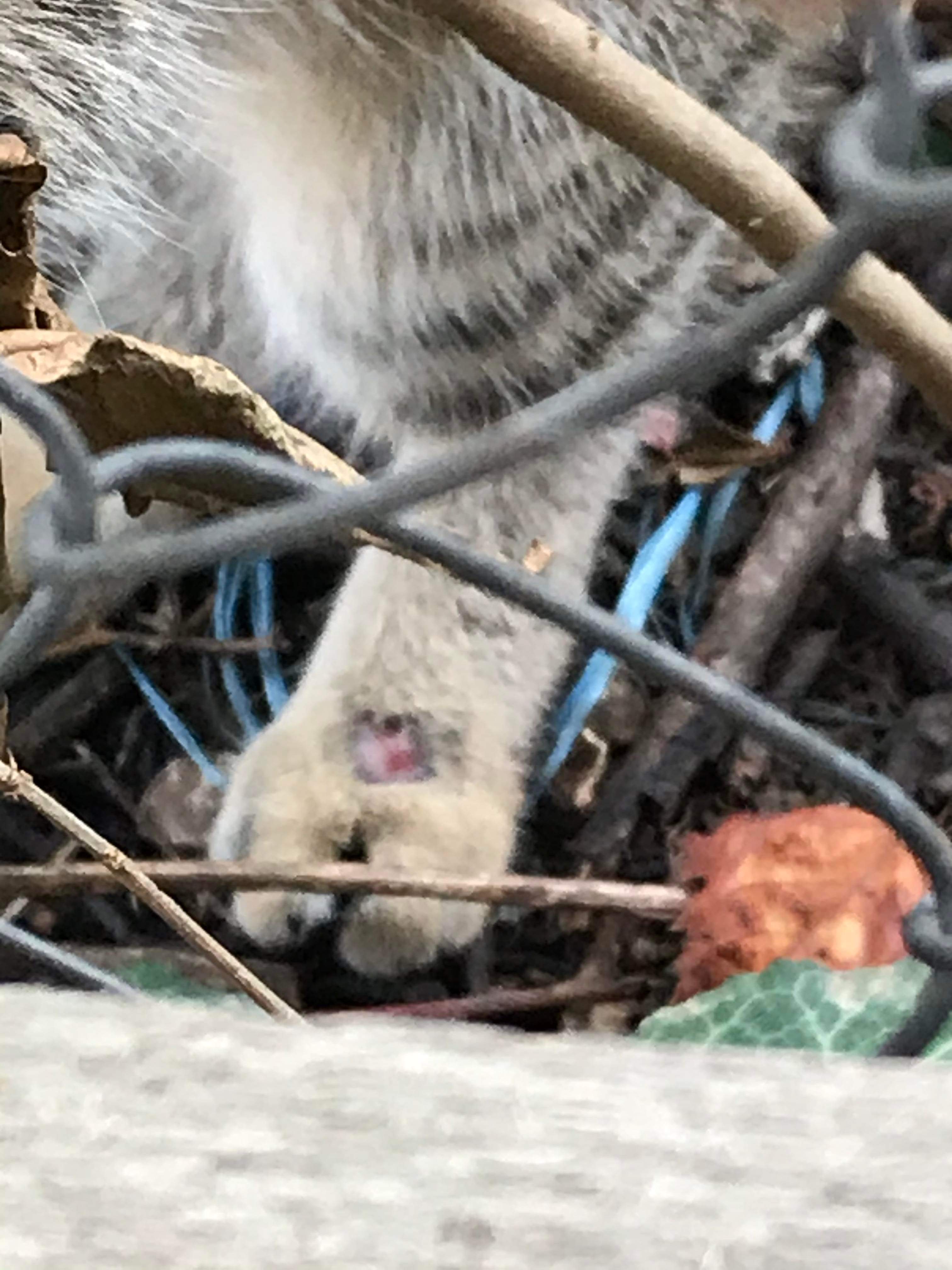 Stray cat; injuries or a skin condition? : r/AskVet