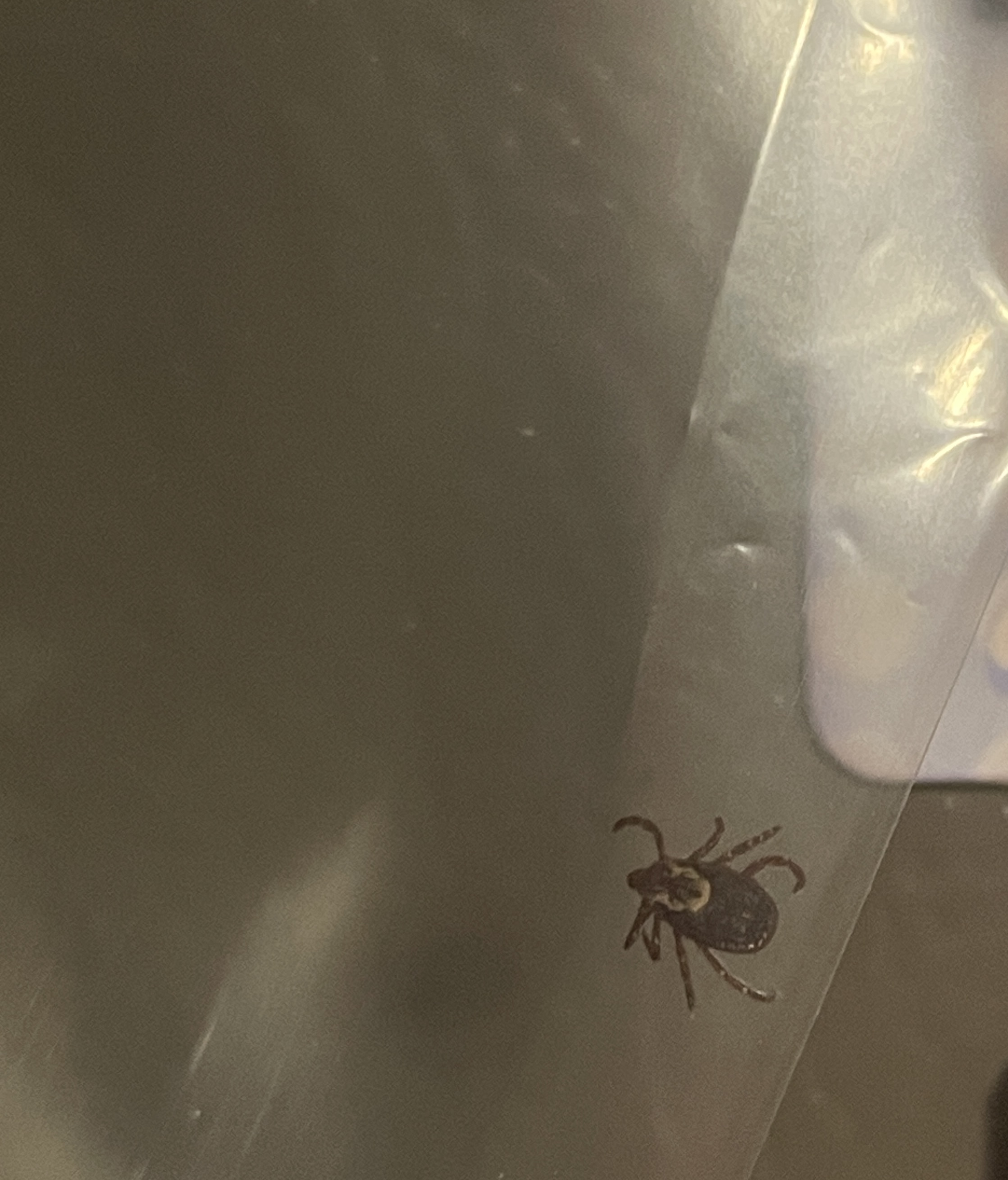 [North Carolina] Woke up to find this tick on my leg. What kind is it ...