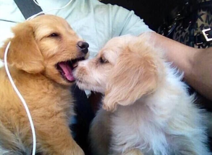 FIeshwater (Feng) · GitHub