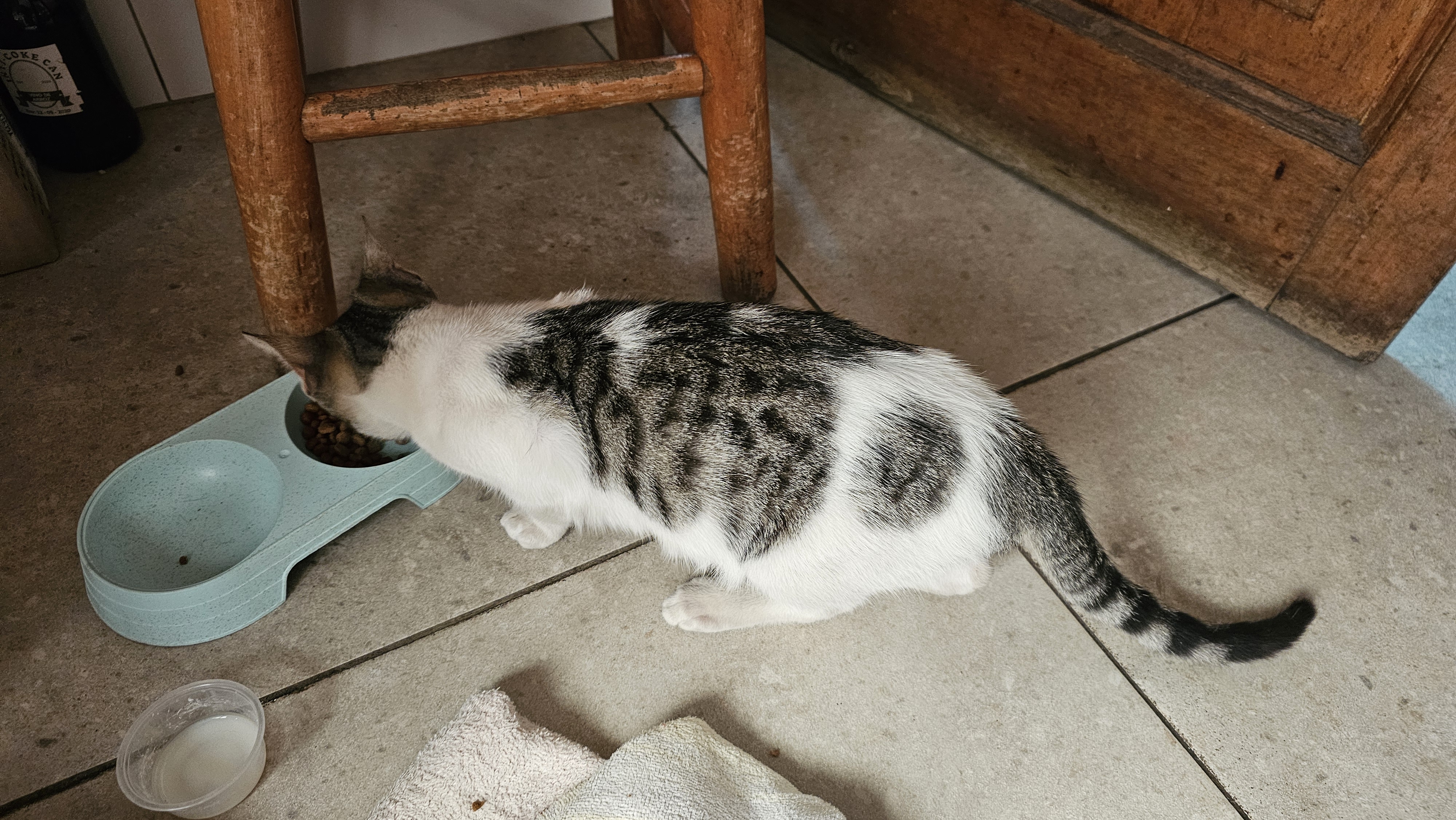 Se regala gatito : r/RepublicadeChile