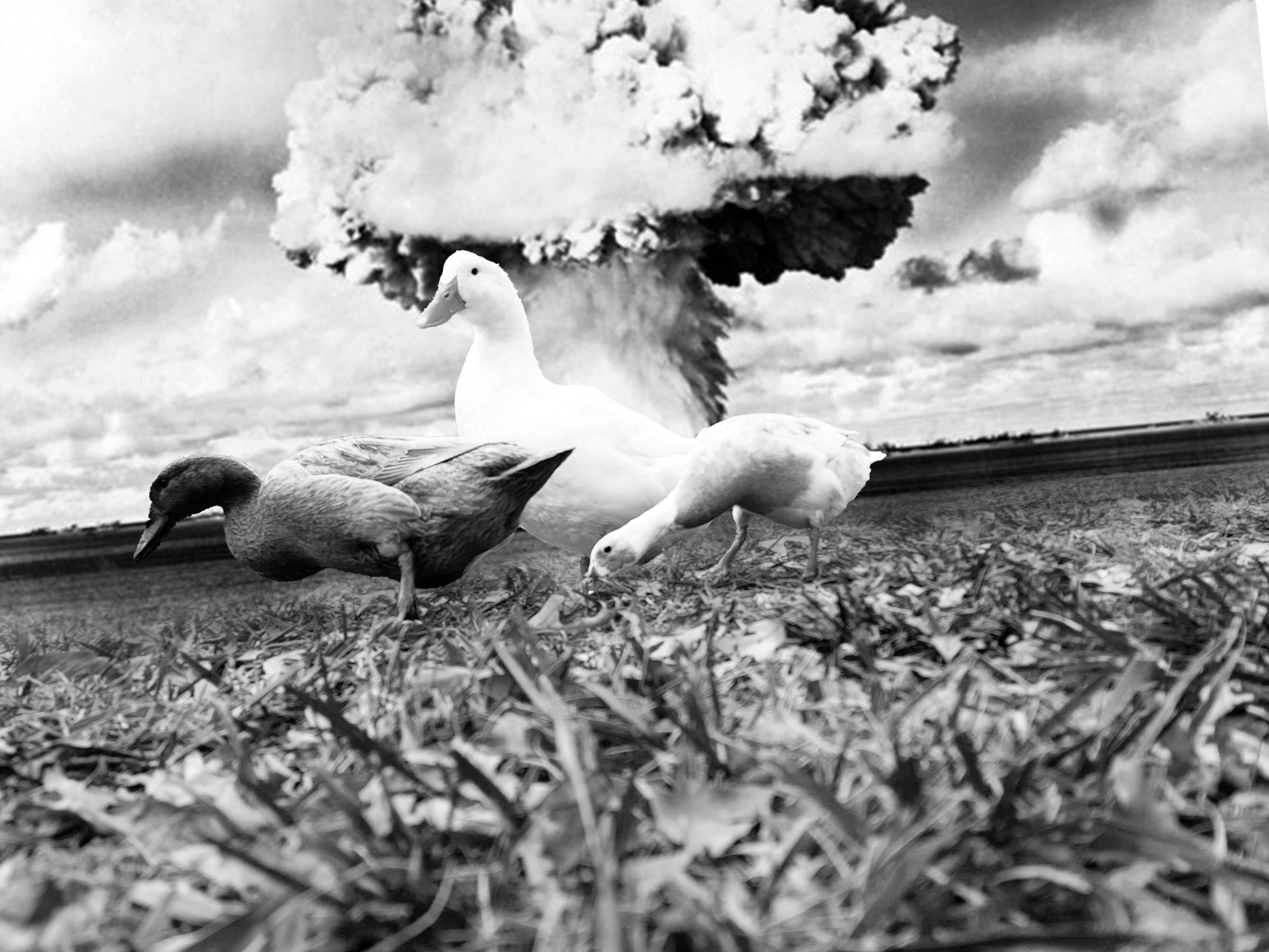 PsBattle: These Backyard Ducks : r/photoshopbattles