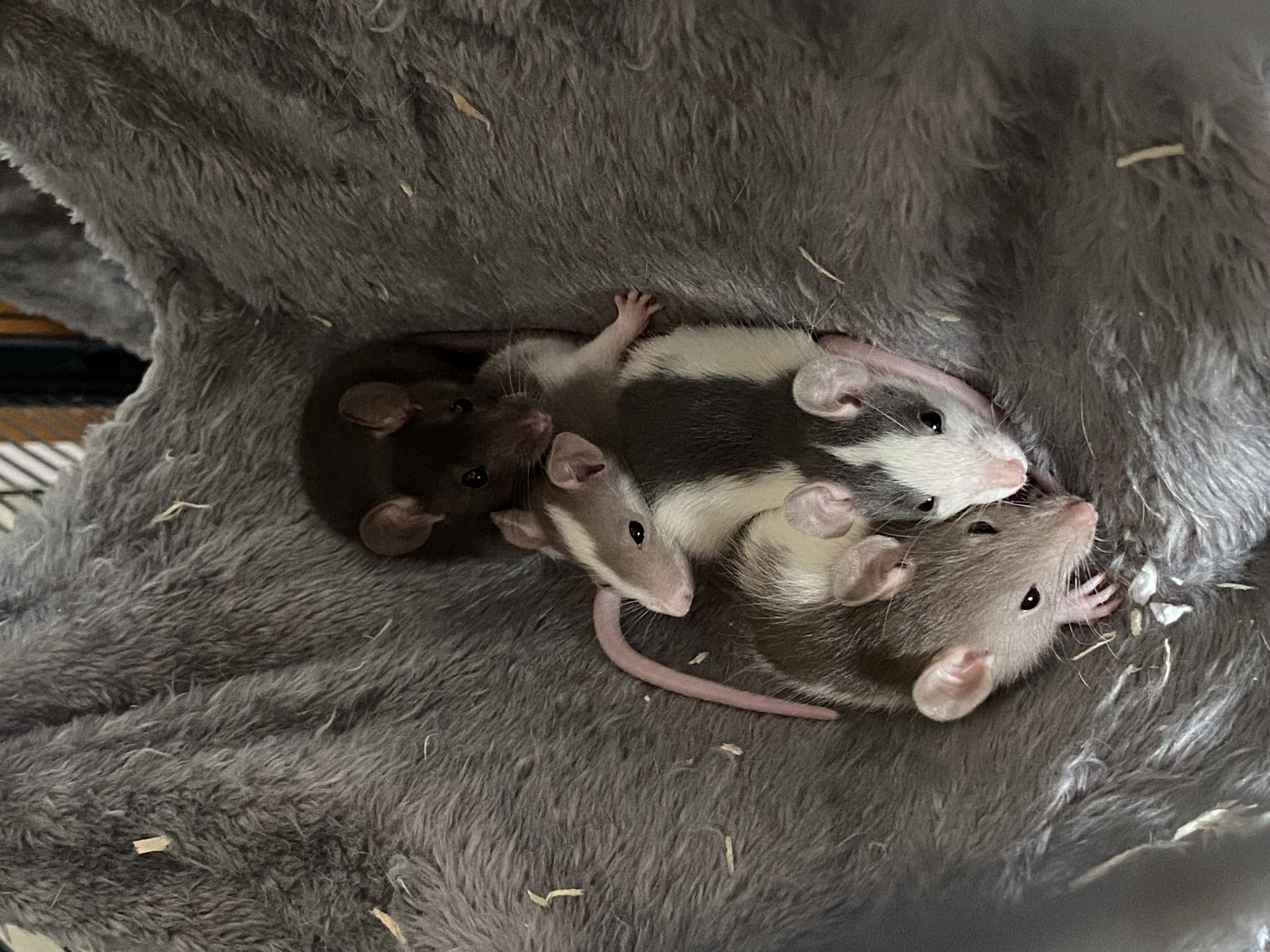 EMERGENCY COMMISSIONS - help my rats! (cat/furry) on Toyhouse