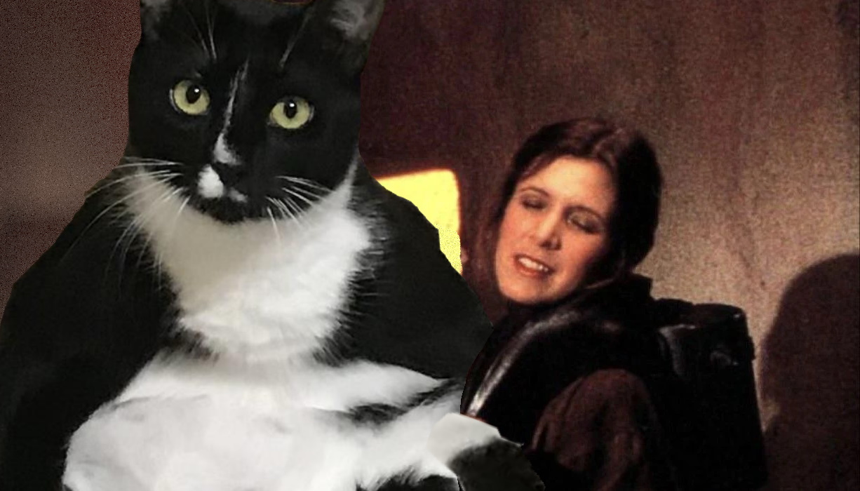 Camera flash made my cat’s eyes look like flames : r/mildlyinteresting