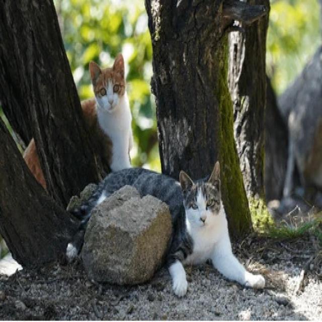 HPC-II-24_Week03-Container/README.md at main · haotien91/HPC-II-24_Week03-Container · GitHub