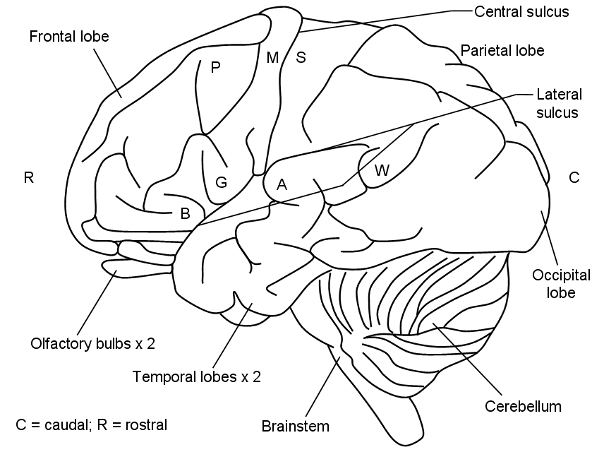 Draw neat labelled diagrams of lateral view of human brain.