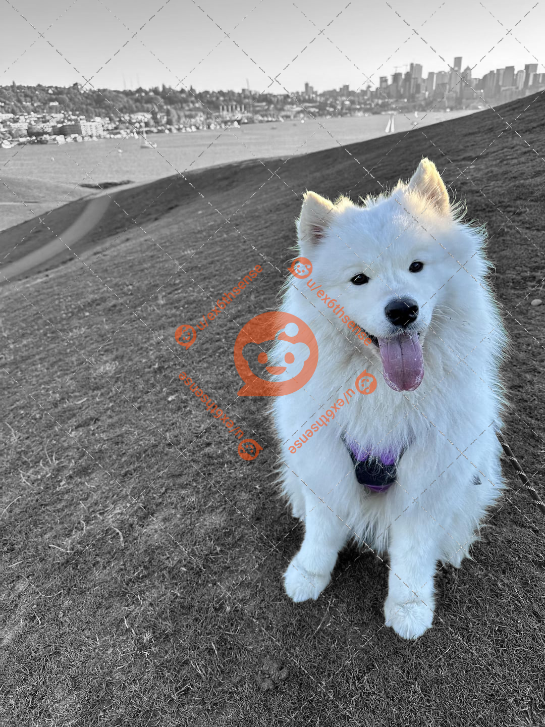 Partial Greyscale please $5 tip : r/PhotoshopRequest