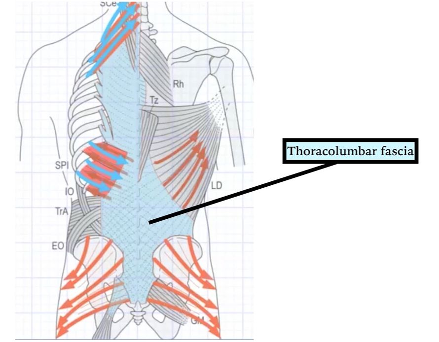 Is the standard model of good posture correct? : r/Posture