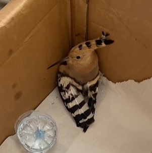 GitHub - ahmeep/hoopoe