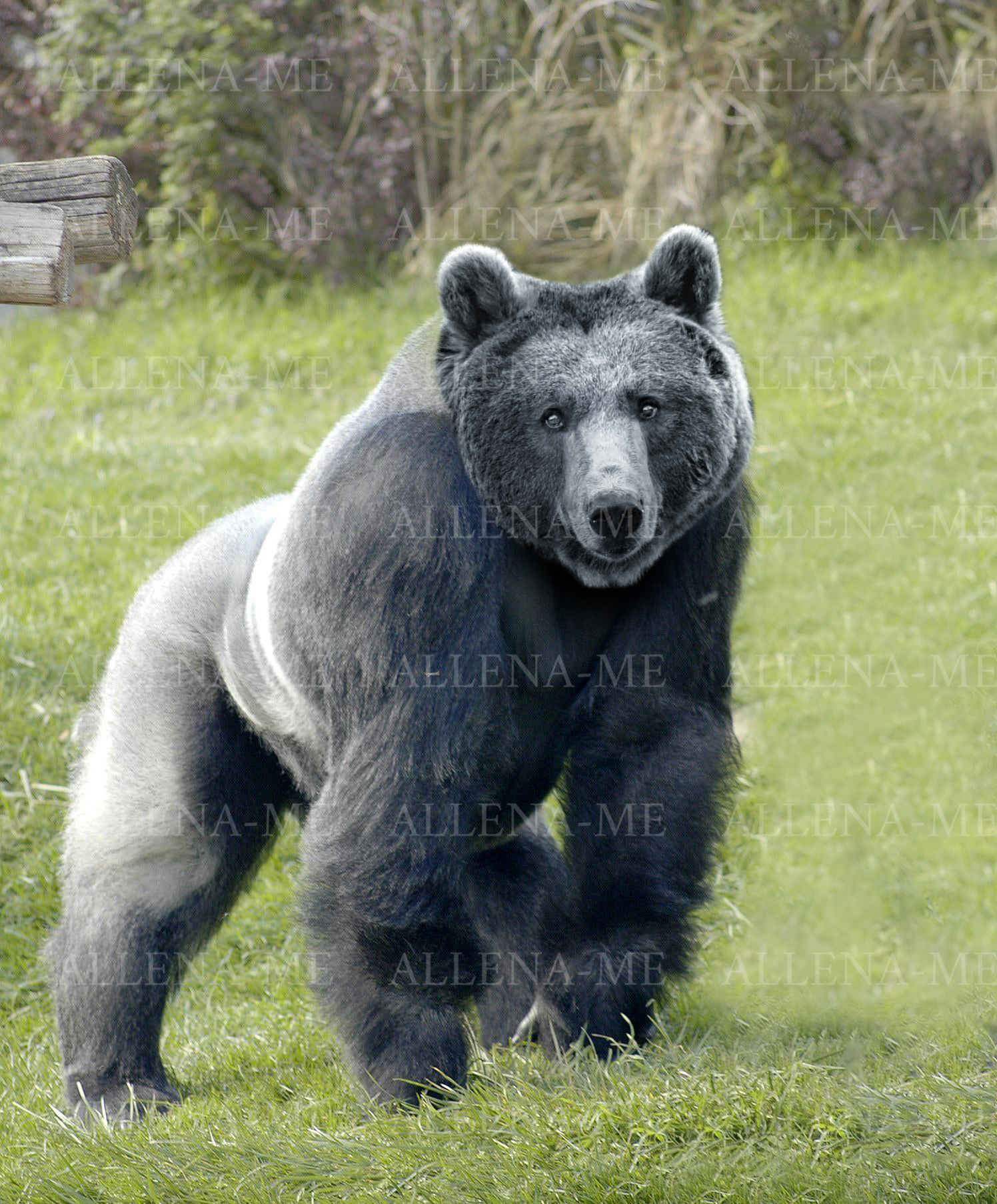 Looking for someone to photoshop a Gorilla and Grizzly Bear together to ...