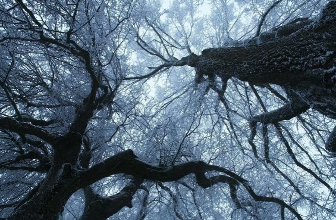 与温零洇免费AI聊天，[全 I 难 I 0帧]圣诞礼物是和自己很有夫妻相的人…。与温零洇进行免费、沉浸式的AI互动，支持文本和语音交流。通过 ...